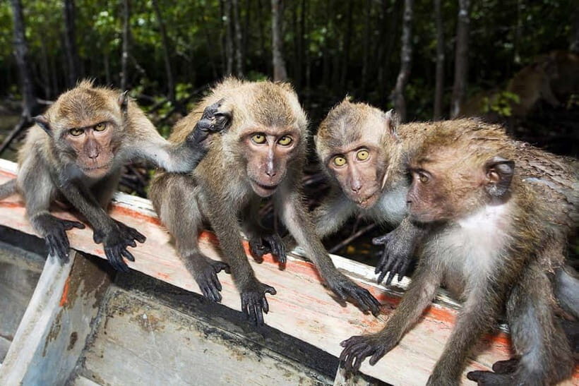 Koh Lanta: Paddle Serenity & Thung Yee Pheng's Mangrove Maze - Introduction