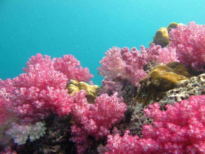 Koh Lipe: 5 Island Snorkeling Trip by Longtail Boat w/ Lunch - Detailed Breakdown of the Itinerary