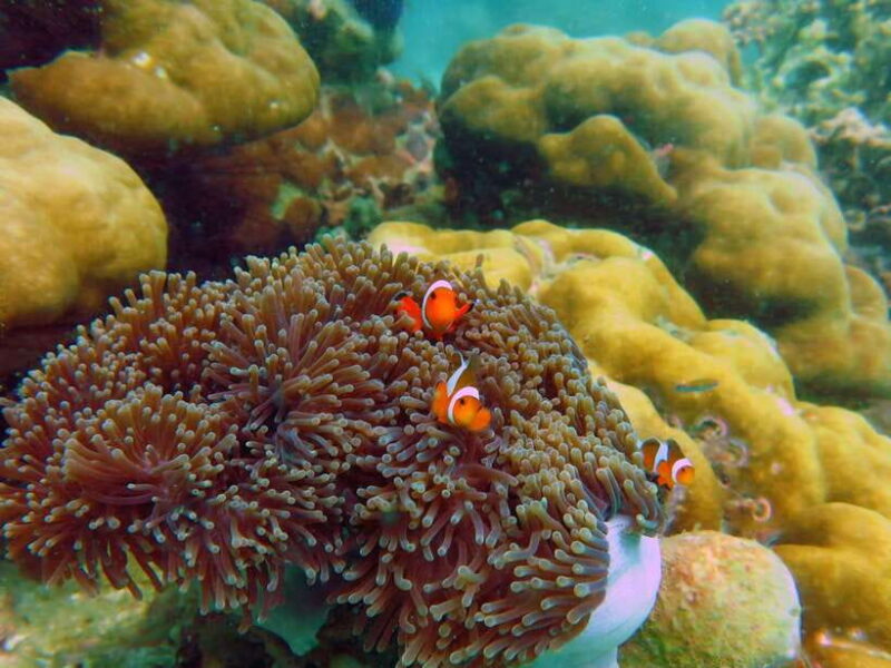 Koh Lipe: 5 Island Snorkeling Trip by Longtail Boat w/ Lunch - Who Should Consider This Tour?
