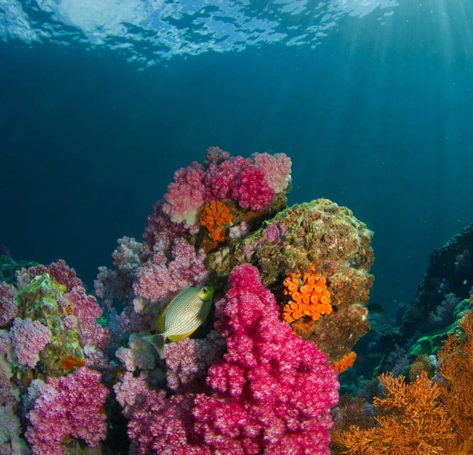 Koh Lipe: Island Hopping by Private Longtail Boat w/ Snorkel - Final Thoughts