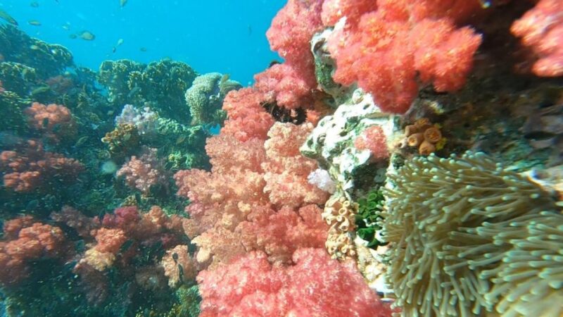 Koh Lipe: Longtail Boat Snorkeling Trip with Lunch - What’s Included and What’s Not