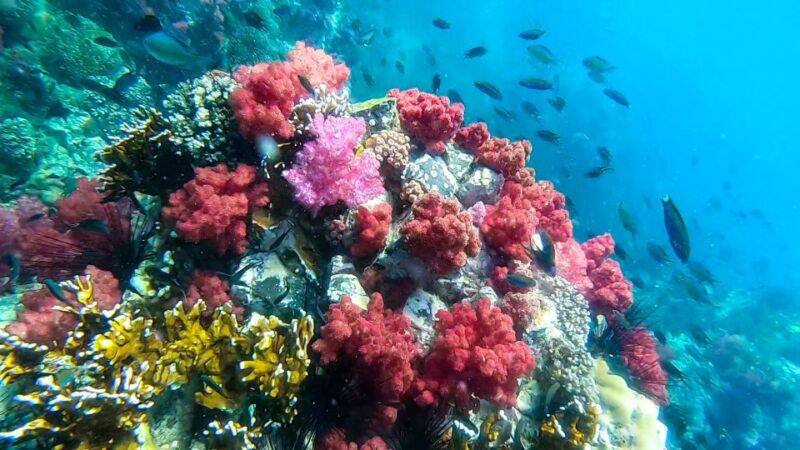 Koh Lipe: Longtail Boat Snorkeling Trip with Lunch - Final Thoughts: Is This Tour Right for You?