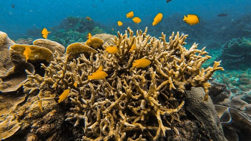 Koh Lipe: Longtail Boat Snorkeling Trip with Lunch - FAQs