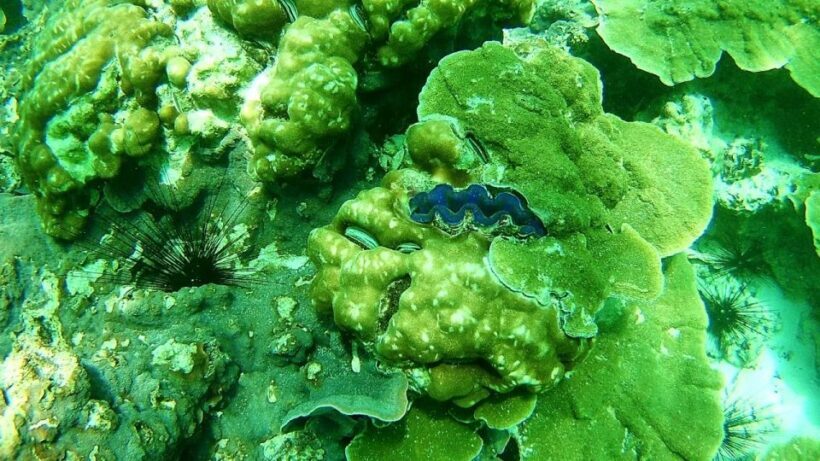 Koh Lipe Snorkeling Trip 6 hours Trip1 - Key Points