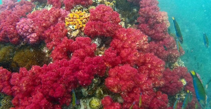 Koh Lipe Snorkeling Trip 6 hours Trip1 - Introduction: What to Expect from the Koh Lipe Snorkeling Trip