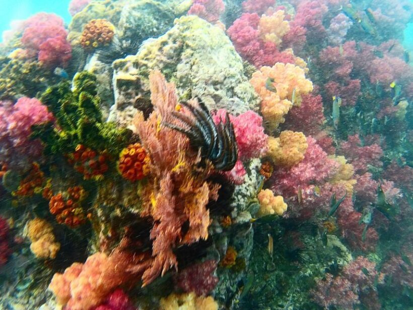 Koh Lipe Snorkeling Trip 6 hours Trip1 - What to Bring and Wear