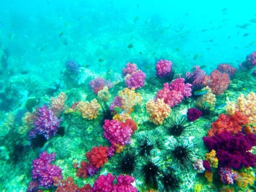 Koh Lipe Snorkeling Trip 6 hours Trip1 - What Real Travelers Say
