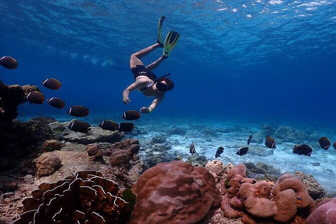 Koh Ngai to Koh Yao Yai by Satun Pakbara Speed Boat - Who Should Book This?