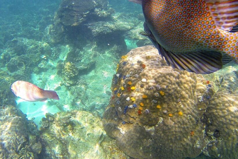 Koh Phangan: Koh Nangyuan & Koh Tao Boat Tour & Snorkeling - Authenticity & Practical Tips