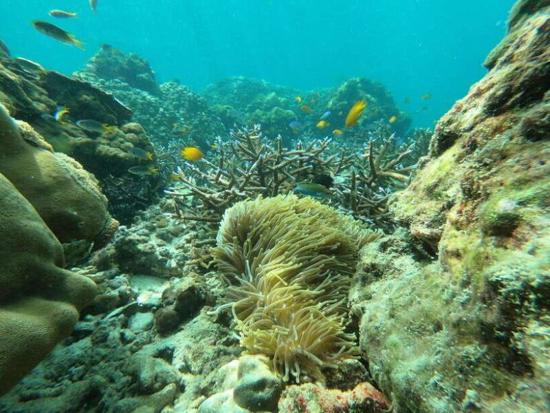 Koh Phi Phi: Early Morning Maya Bay, Bamboo Speedboat Tour - Exploring the Itinerary in Detail