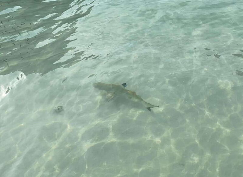 Koh Phi Phi: Early Morning Maya Bay, Bamboo Speedboat Tour - Authentic Experience and Value