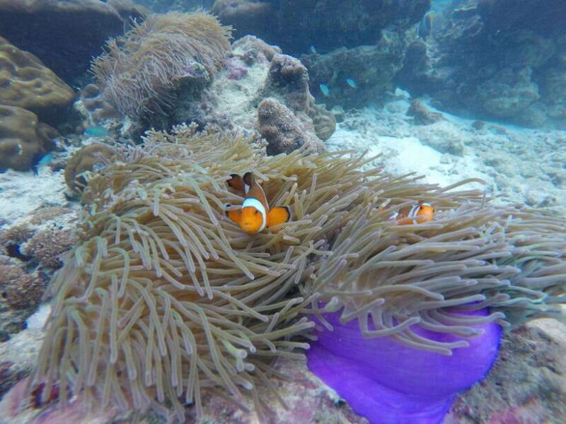 Koh Phi Phi: Maya Bay Private Longtail Boat Tour - Final Thoughts