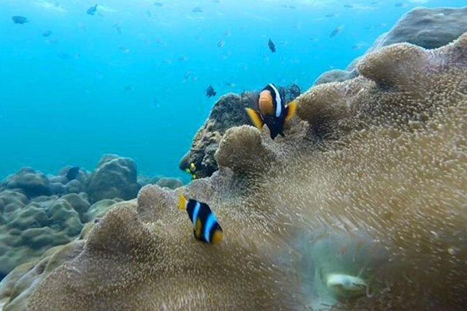 Koh Rok and Koh Haa Snorkeling Trip by Speedboat from Koh Lanta - Final Thoughts: Who Is This Tour Best For?