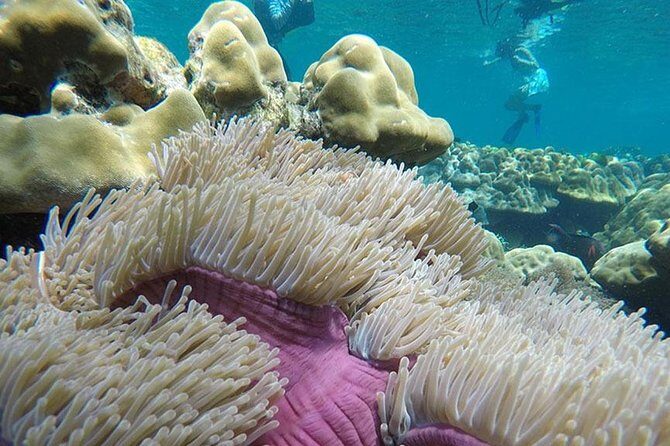 Koh Rok and Koh Haa Snorkeling Trip by Speedboat from Koh Lanta - In The Sum Up