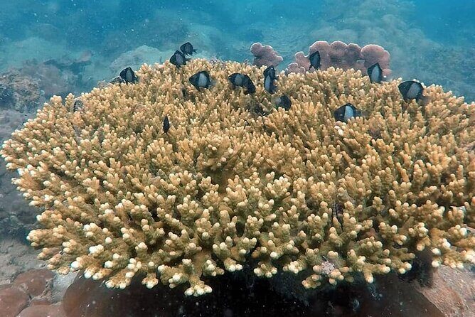 Koh Rong Snorkeling Tour (Private) - detailed Itinerary Breakdown