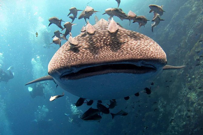 Koh Samui 2-Dive Trip to Sail Rock for certified divers - Key Points