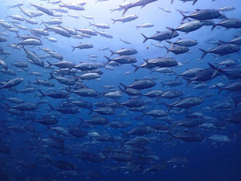 Koh Samui: 3-Day PADI Open Water Diver Course - Key Points