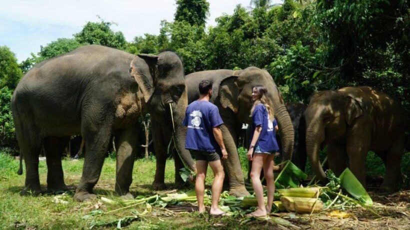 Koh Samui: 4x4 Sightseeing Safari & Elephant Sanctuary Tour - Key Points
