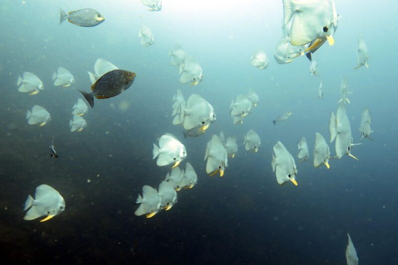 Koh Samui: Day Trip Diving at Sail Rock - What to Expect During the Day