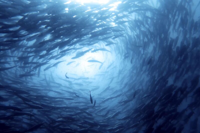 Koh Samui: Day Trip Diving at Sail Rock - The Value: Is It Worth the Price?