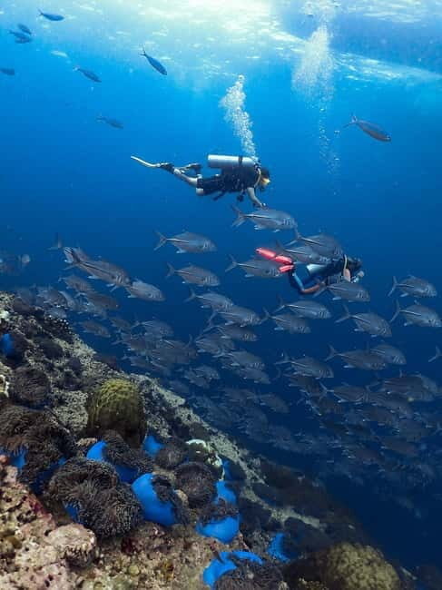 Koh Samui: Discovery Dive to Koh Tao or Sail Rock - What to Expect from the Koh Samui Discovery Dive