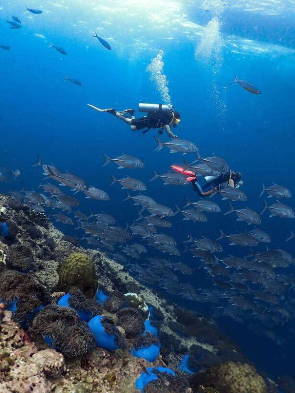 Koh Samui: Discovery Dive to Koh Tao or Sail Rock - Final Word: Who Will Love This Experience?