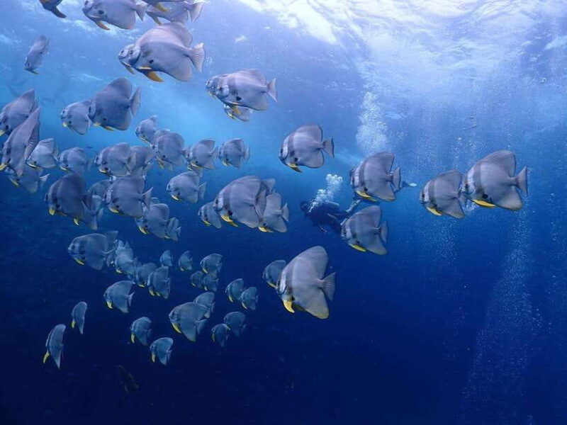 Koh Samui: Dive Tour Chumphon Pinnacles - Discovering Chumphon Pinnacles: A Unique Underwater Landscape