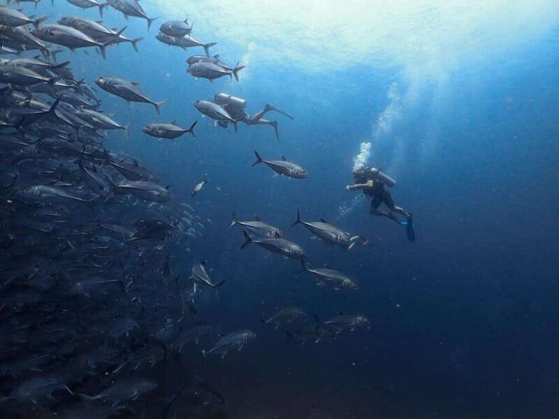 Koh Samui: Dive Tour Chumphon Pinnacles - The Underwater Experience