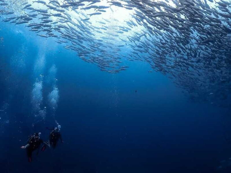 Koh Samui: Dive Tour Chumphon Pinnacles - Final Thoughts