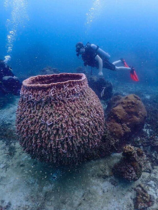 Koh Samui: Dive Tour to Koh Tao - What Makes This Tour Stand Out?