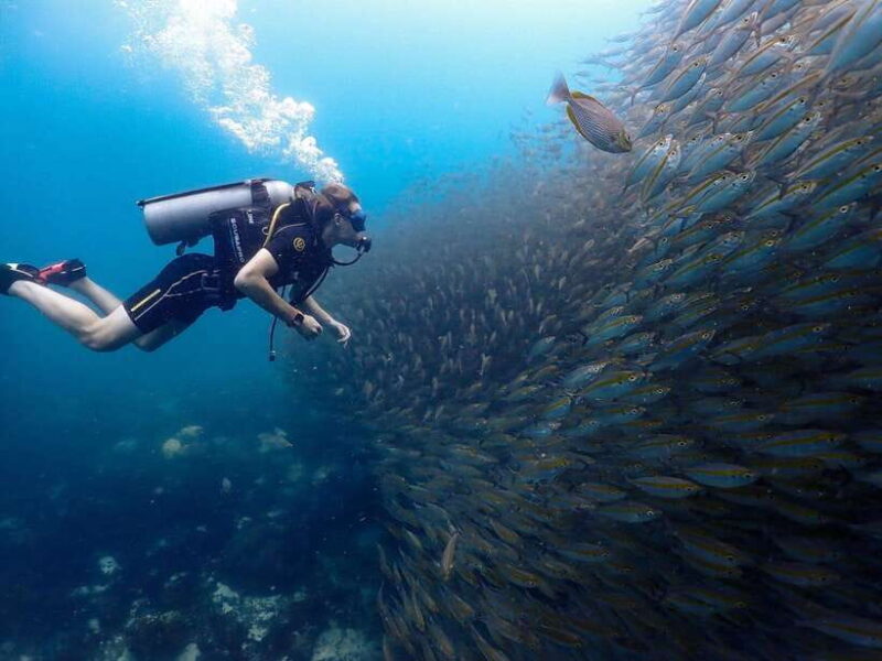 Koh Samui: Dive Tour to Koh Tao - Final Thoughts: Who Should Consider This Tour?