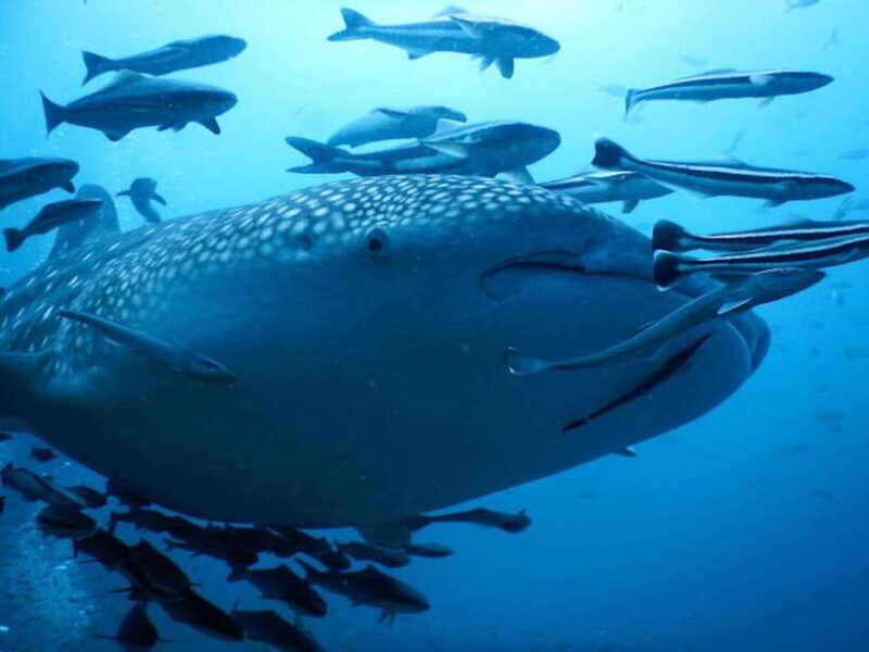 Koh Samui: Dive Tour to Sail Rock - Key Points