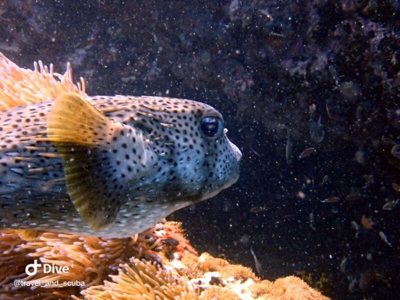 Koh Samui: Dive Trip Experience in Koh Tao - What’s Included and What’s Not?