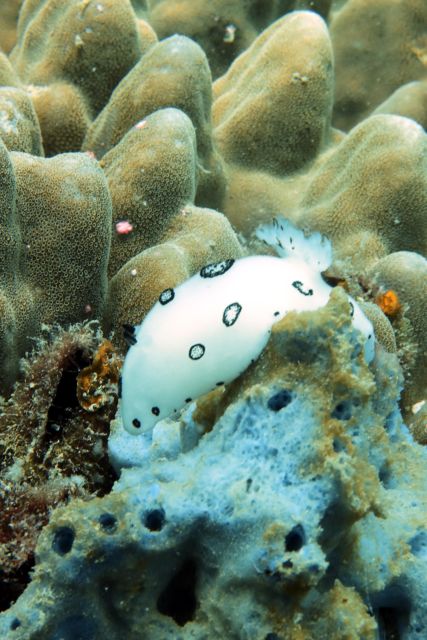 Koh Samui: Dive Trip Experience in Koh Tao - Who Should Consider This Tour?