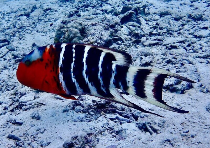 Koh Samui: Dive Trip Experience in Koh Tao - FAQ