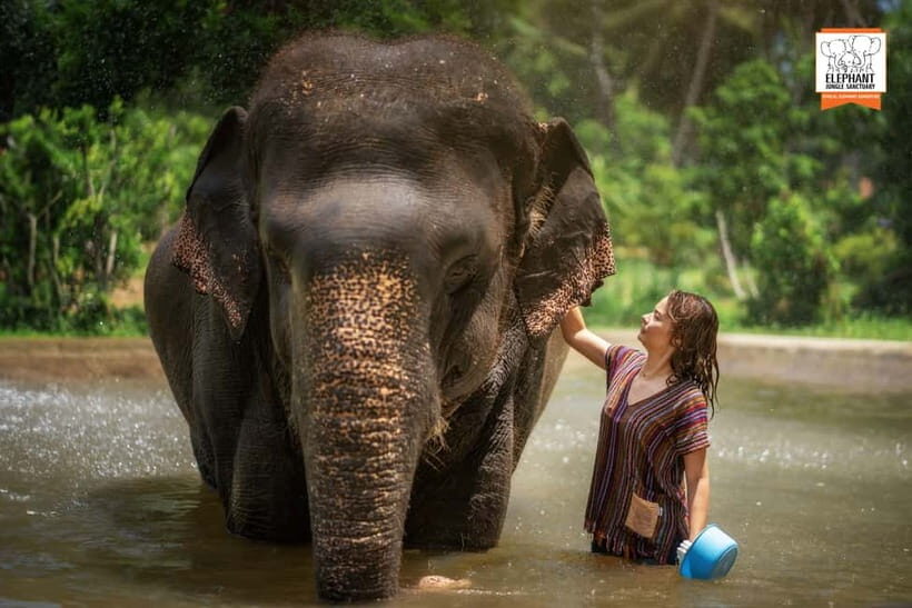 Koh Samui: Elephant Jungle Sanctuary Half-Day Tour - Exploring the Koh Samui Elephant Jungle Sanctuary Half-Day Tour