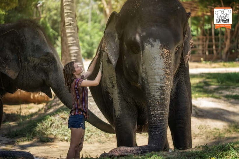 Koh Samui: Elephant Jungle Sanctuary Half-Day Tour - Key Points