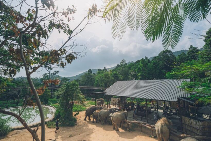 Koh Samui: Elephant Kingdom Sanctuary Half-Day Tour - Key Points
