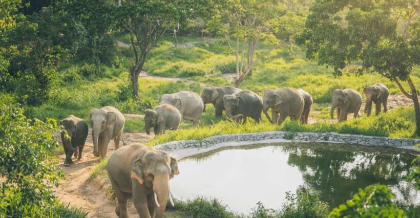 Koh Samui: Elephant Kingdom Sanctuary Half-Day Tour - An Honest Look at the Experience