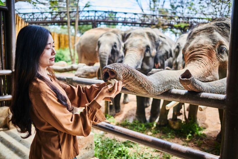 Koh Samui: Elephant Kingdom Sanctuary Half-Day Tour - Authentic Encounters and Genuine Reviews