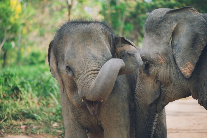 Koh Samui: Elephant Kingdom Sanctuary Half-Day Tour - Who Should Consider This Tour?