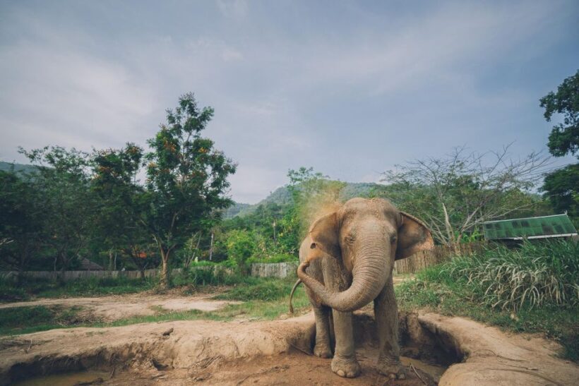 Koh Samui: Elephant Kingdom Sanctuary Half-Day Tour - FAQ