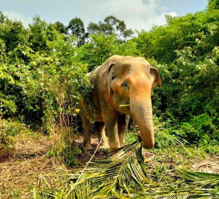 Koh Samui: Elephant Sanctuary and more - Full Day - Authenticity and Review Highlights
