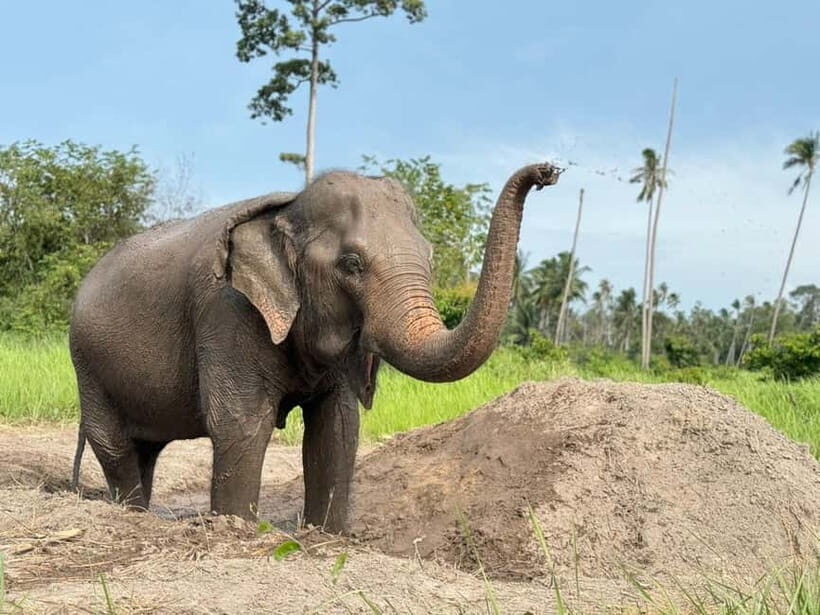 Koh Samui: Ethical Elephant Home Guided Tour with Transfers - Final Thoughts: Who Is This Tour Best Suited For?