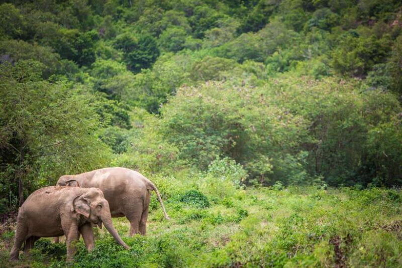 Koh Samui: Ethical Elephant Sanctuary Tour with Buffet Lunch - Koh Samui: Ethical Elephant Sanctuary Tour with Buffet Lunch — A Complete Review