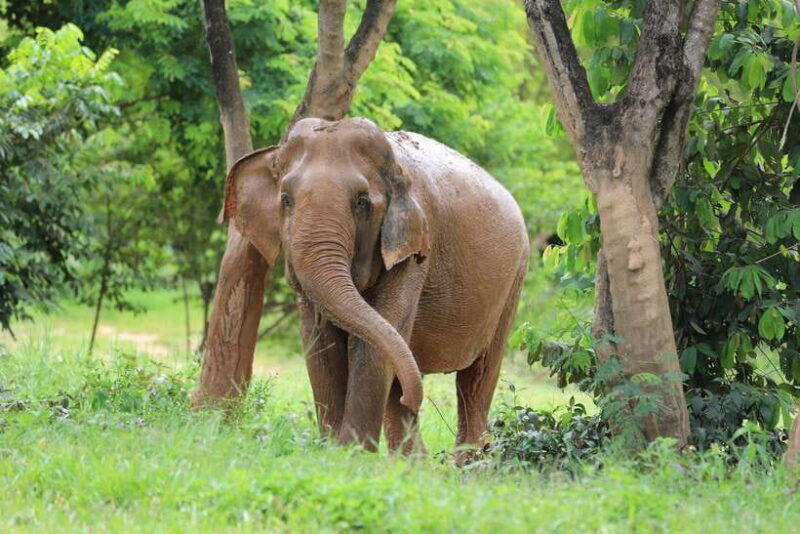 Koh Samui: Ethical Elephant Sanctuary Tour with Buffet Lunch - An In-Depth Look at the Koh Samui Ethical Elephant Sanctuary Tour