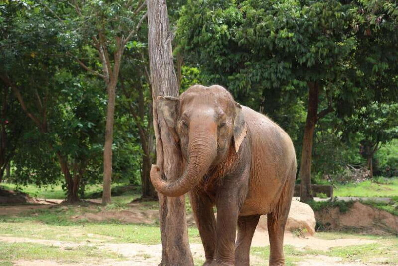 Koh Samui: Ethical Elephant Sanctuary Tour with Buffet Lunch - Who Should Consider This Tour?