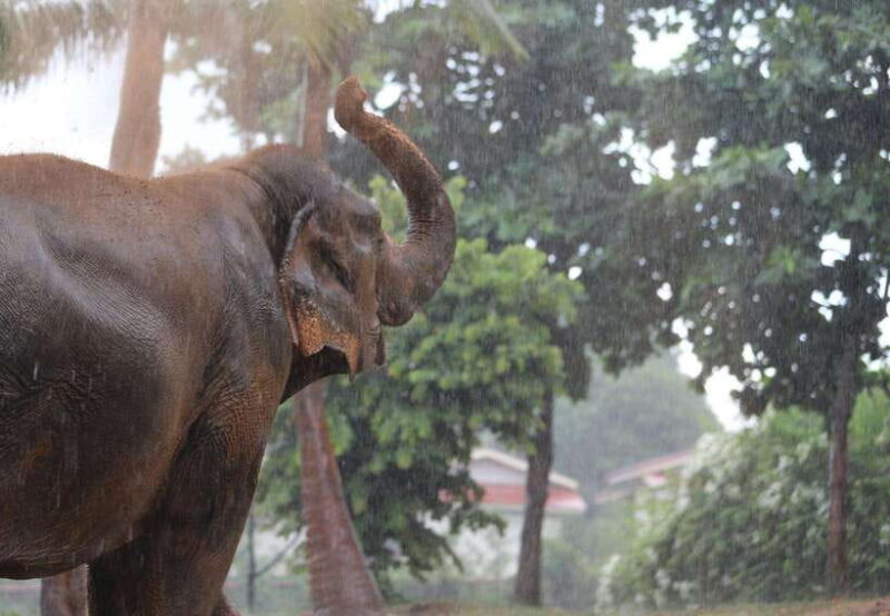 Koh Samui: Ethical Elephant Sanctuary Tour with Buffet Lunch - FAQ