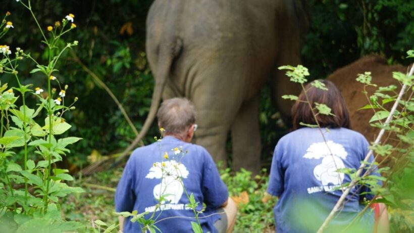 Koh Samui: Half-Day Ethical Elephant Sanctuary with Mud Spa - Who Will Love This Tour?