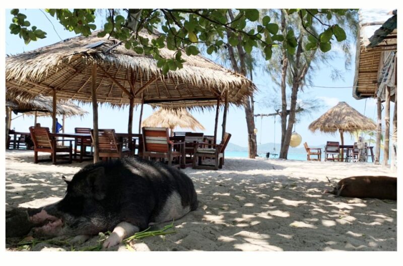 Koh Samui: Koh Madsum and Koh Tan Long Tail Boat Trip - Real Traveler Perspectives